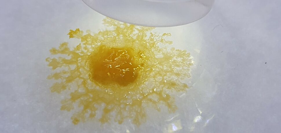 Le blob, créature d’instruction massive ! - Instant Science