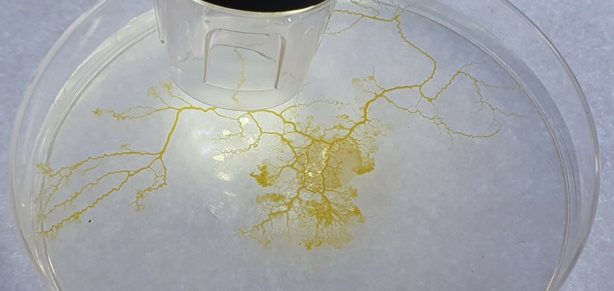 Réaliser une carte mentale sur le Blob - Instant Science