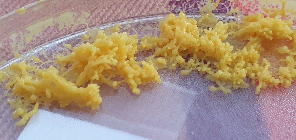 Le blob, créature d’instruction massive ! - Instant Science