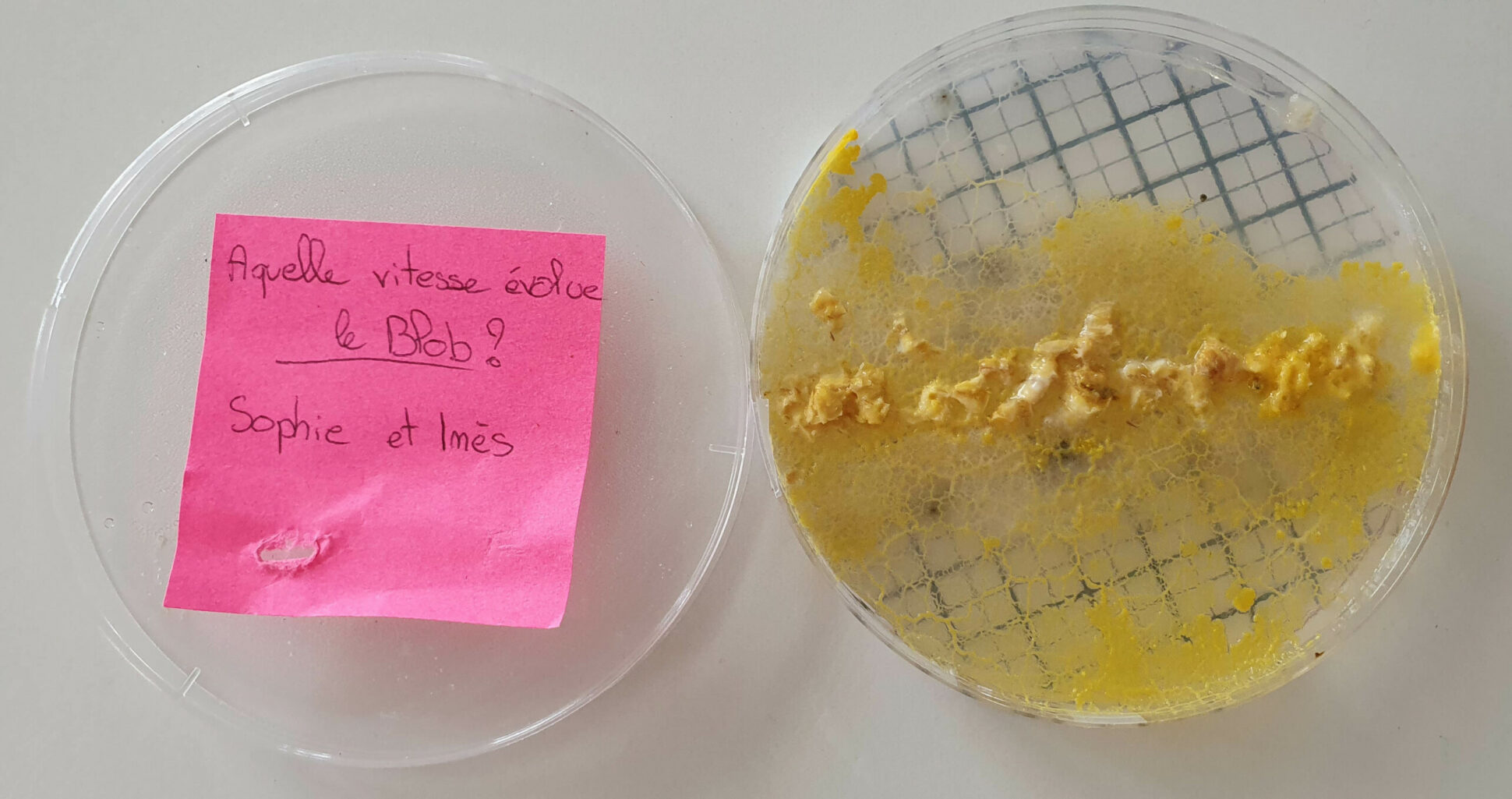 Le blob, créature d’instruction massive ! - Instant Science