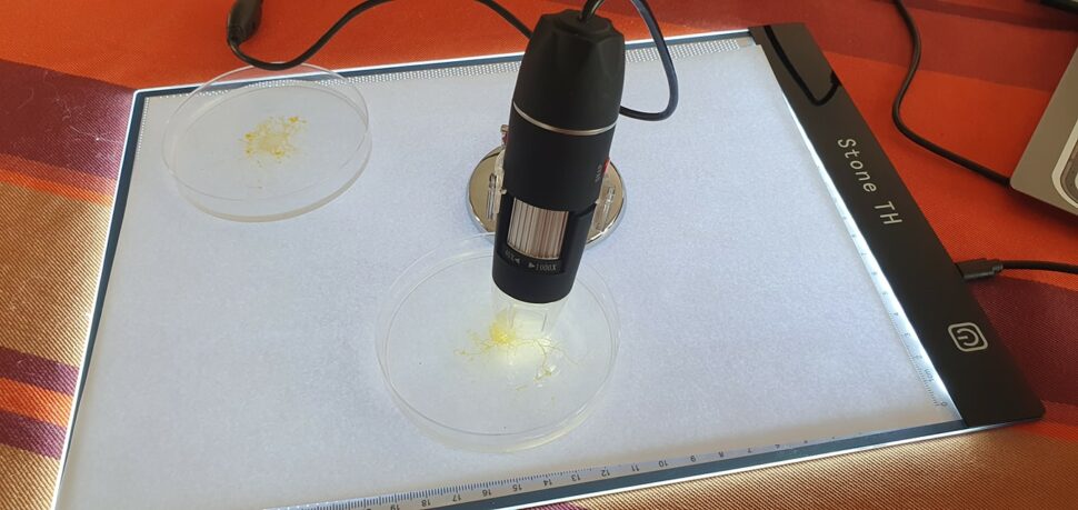 Le blob, créature d’instruction massive ! - Instant Science