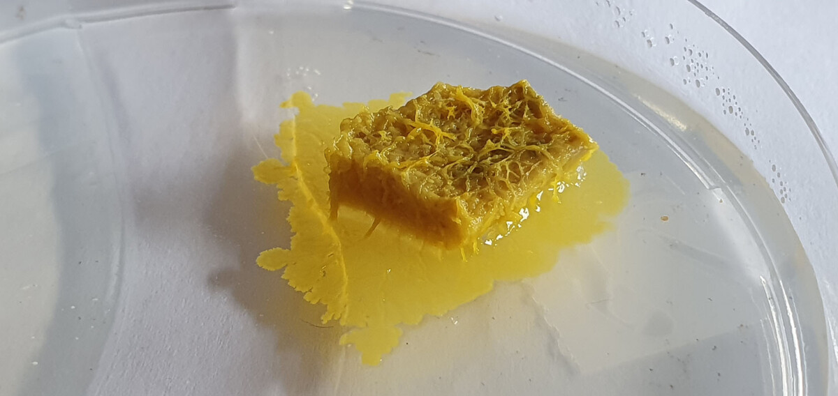 Élevez votre Blob - Instant Science